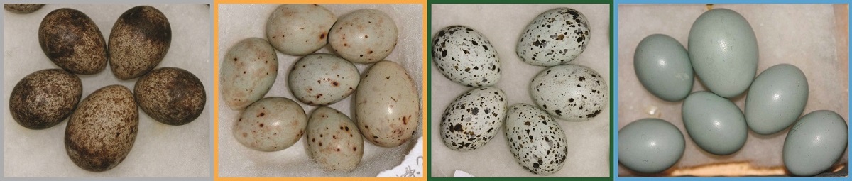 Biology â€“ Cuckoo EggsThe Triz Journal