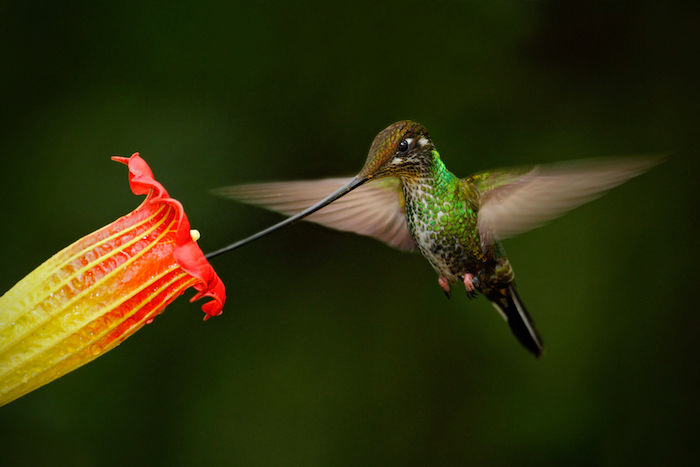 Biology â€“ HummingbirdThe Triz Journal