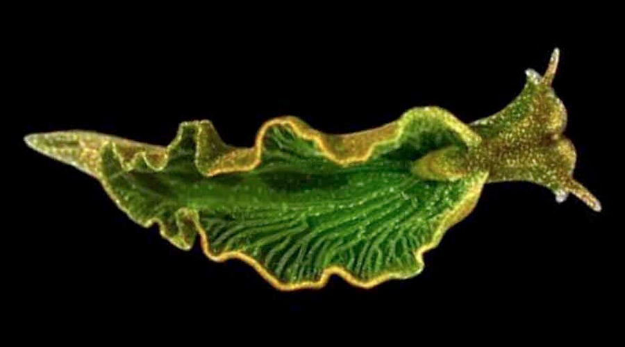 Biology â€“ Sea Slug (Elysia chlorotica)The Triz Journal