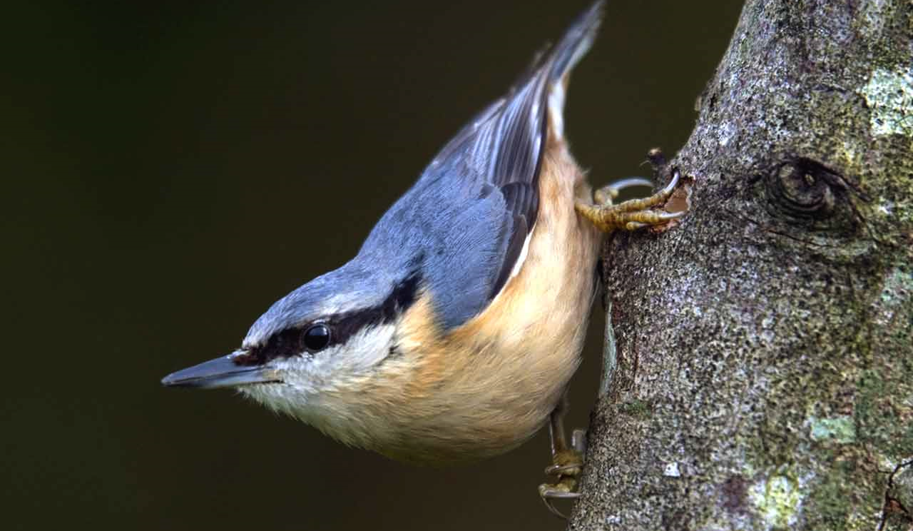 Biology â€“ NuthatchThe Triz Journal